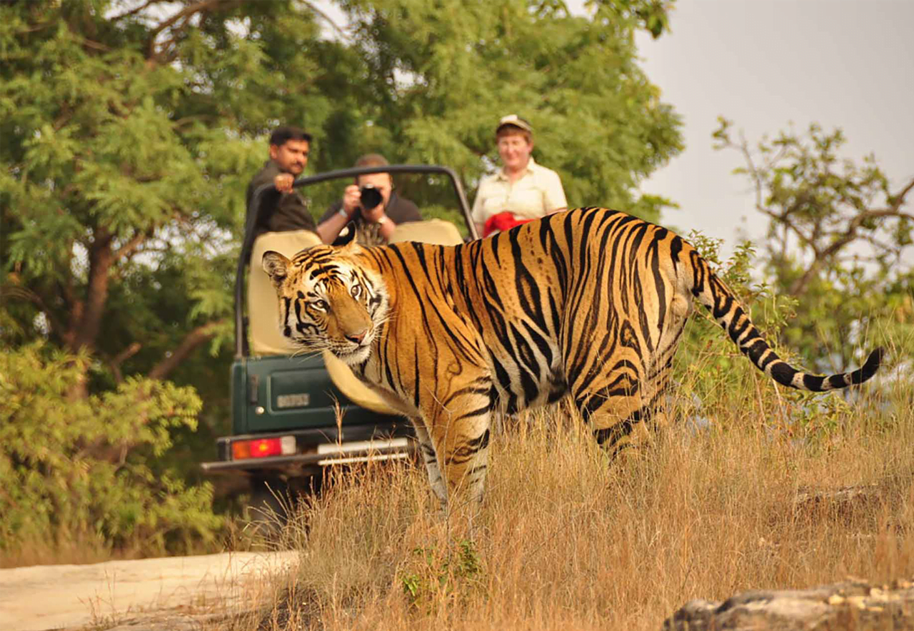 The Ultimate Jaipur Ranthambore Adventure Awaits